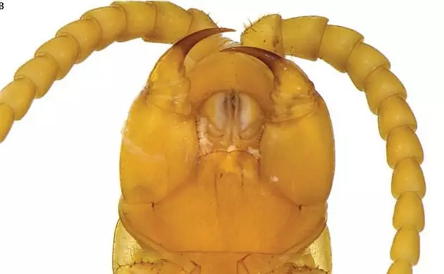 Cryptops Tyleorex.