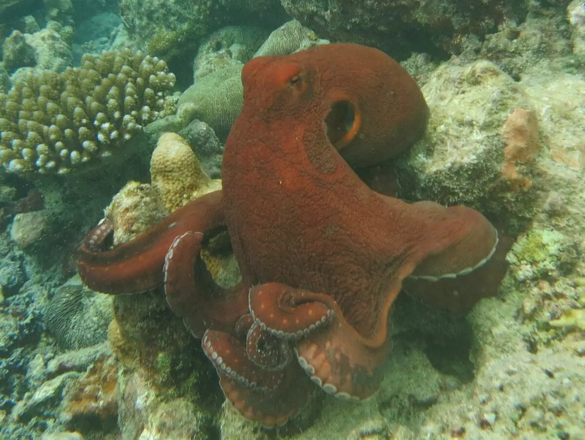 Octopus Cyanea.