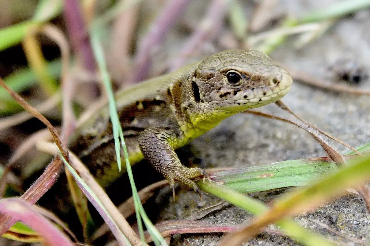 Lacerta Agilis。