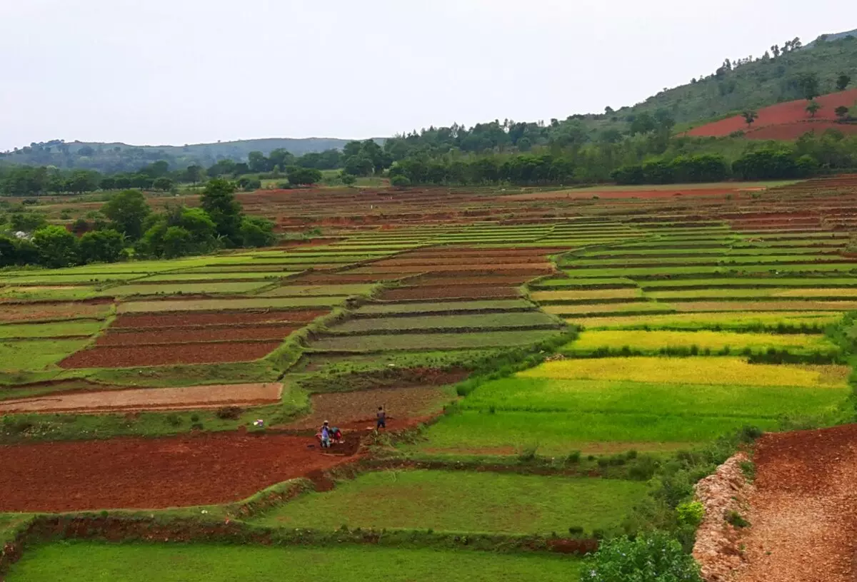 A expansão da agricultura quebra a gama de quase 90% dos vertebrados até 2050