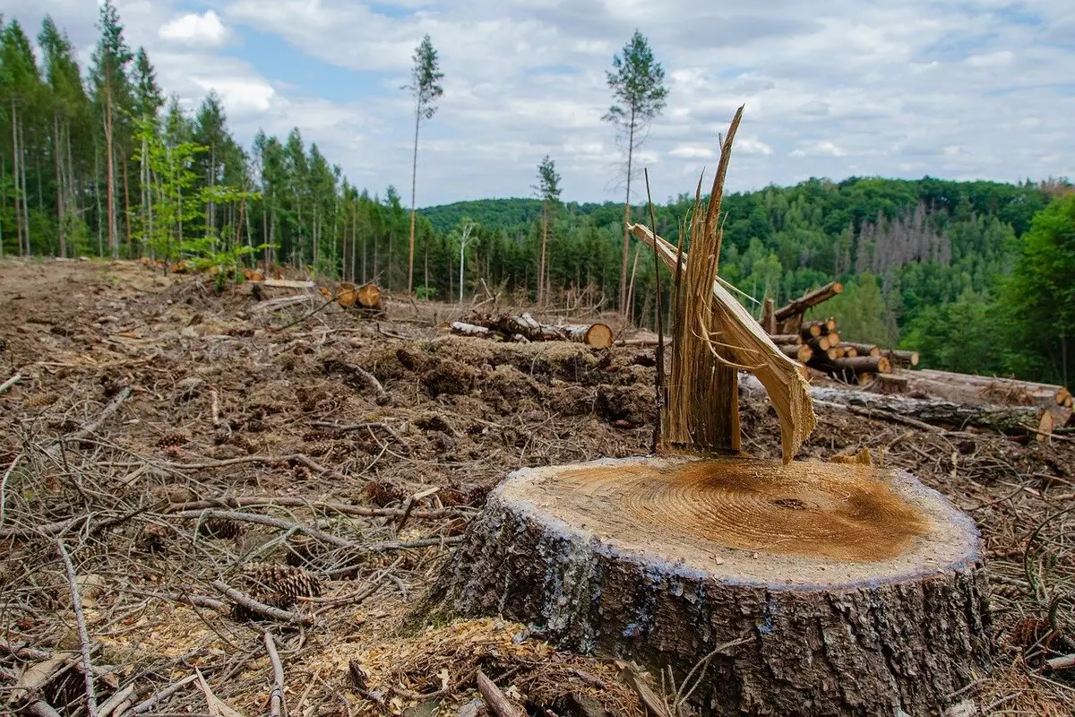 Au cours des 30 dernières années, 420 millions d'hectares forestiers ont été perdus. C'est la superficie du demi-Brésil