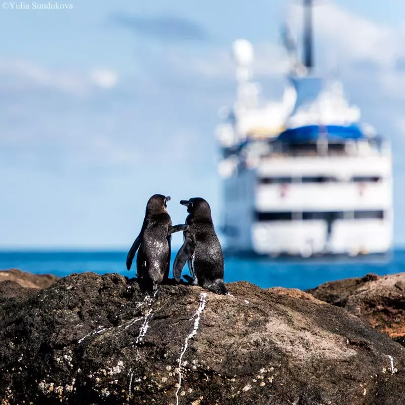 Avslöja huvudmystiken i Galapagos unika ekosystem