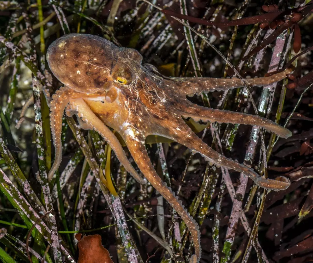 Octopus rubescens.