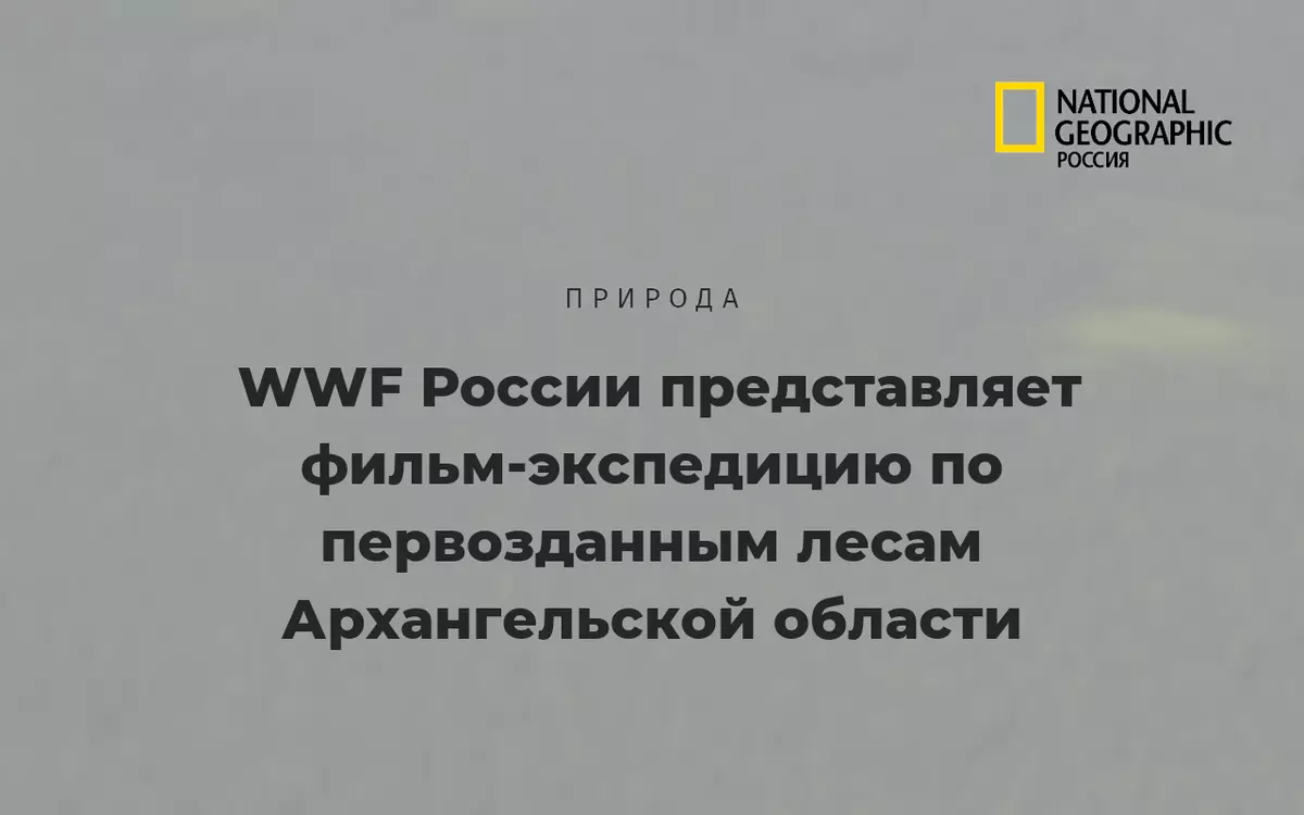 WWF Rusiya Arxangelsk rayonunun prisitine meşələrlə bir film-ekspedisiya təqdim