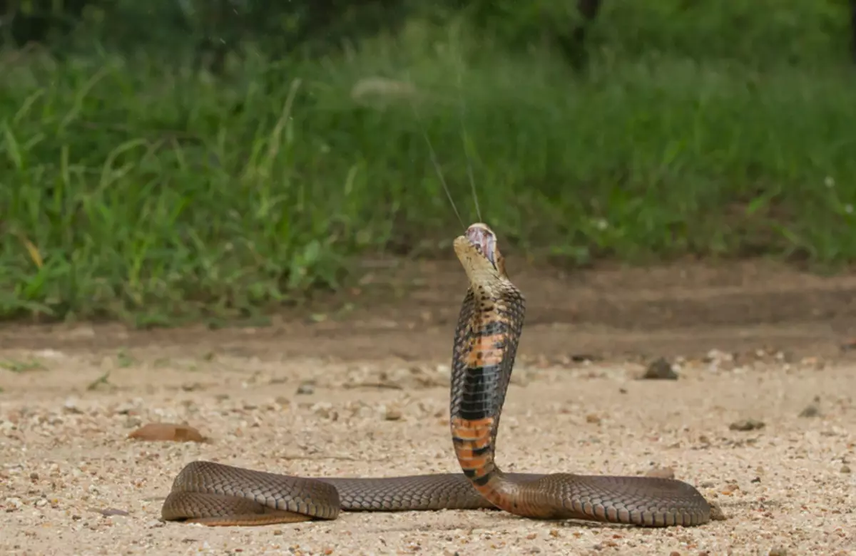 Ugh kuriwe: cobras yize gucira uburozi kugirango irinde abantu ba kera