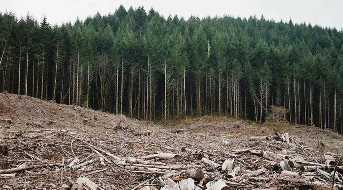 Cómo los árboles de aterrizaje pueden dañar la naturaleza, o 10 reglas de recuperación forestal