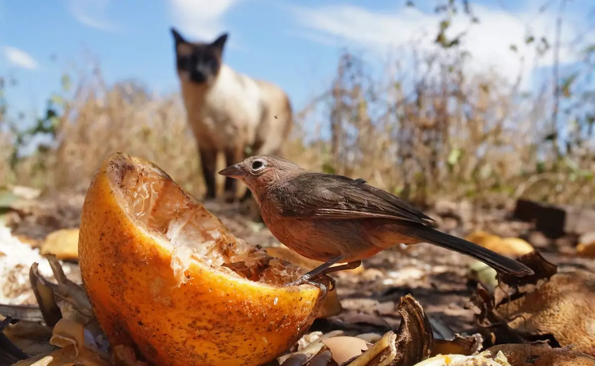 Katten doden elk jaar vijf miljard vogels in China