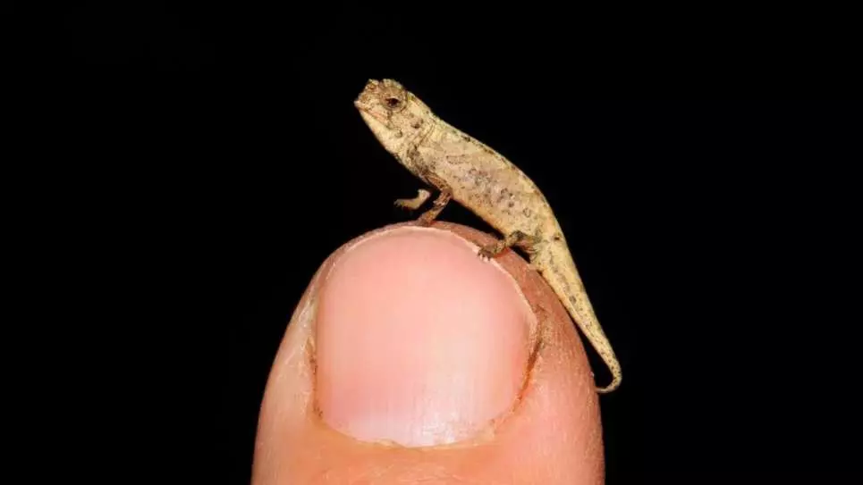 I Madagascar, fuair sé chameleon beag bídeach