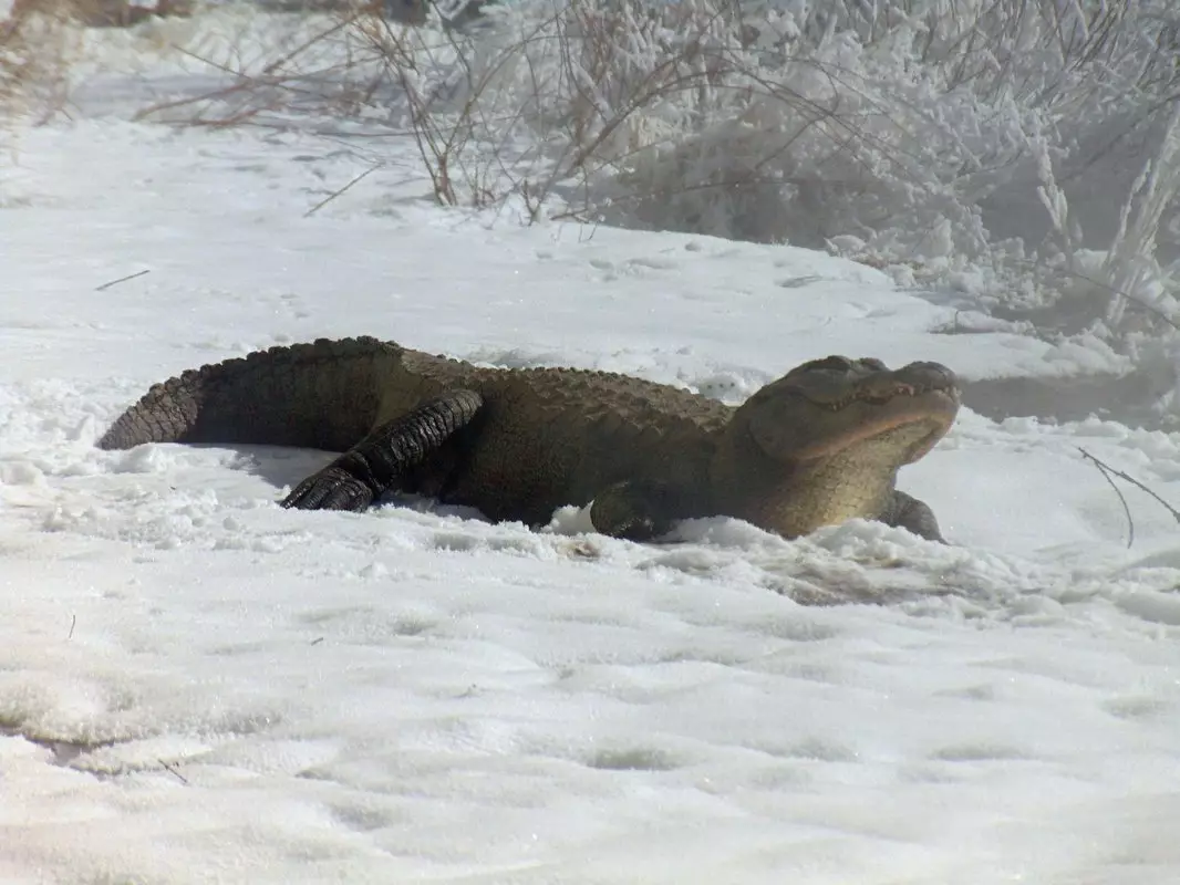 Los caimanes están caminando por la nieve: fotos raras