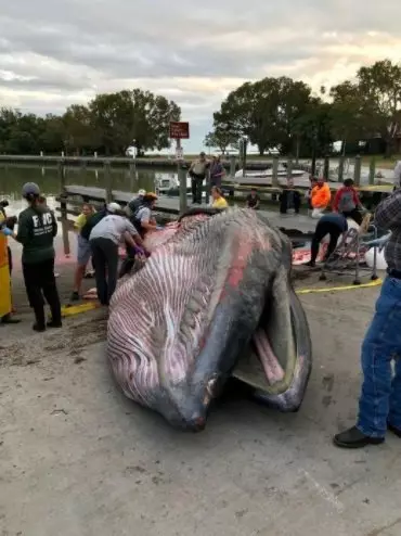 Balena, aruncată pe coasta Florida, sa dovedit a fi un nou