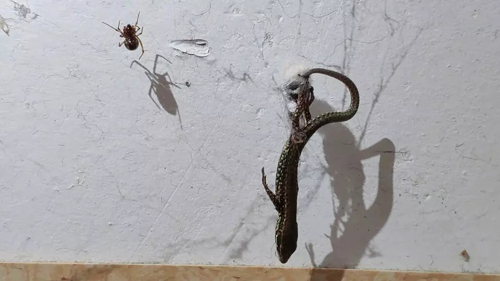 Spider i vogël ngrihet në një pre, 50 herë më e vështirë: Video