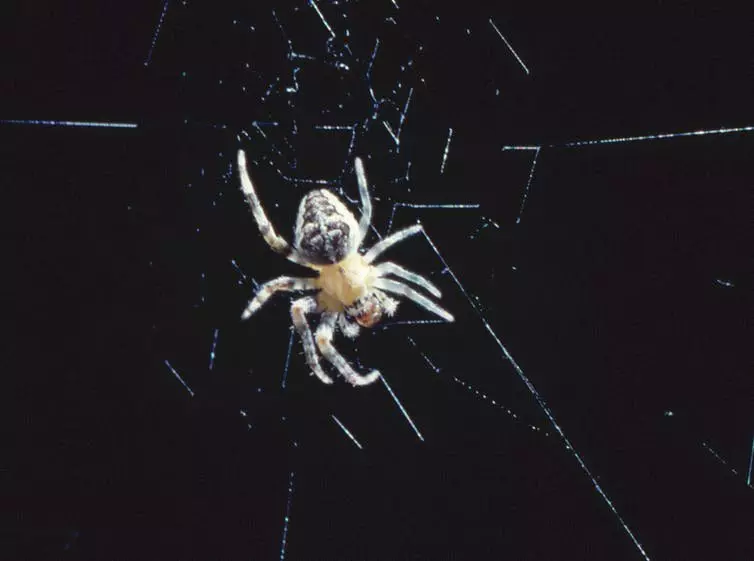 Spider owo ṣiṣẹ ni ominira ominira ti ọpọlọ