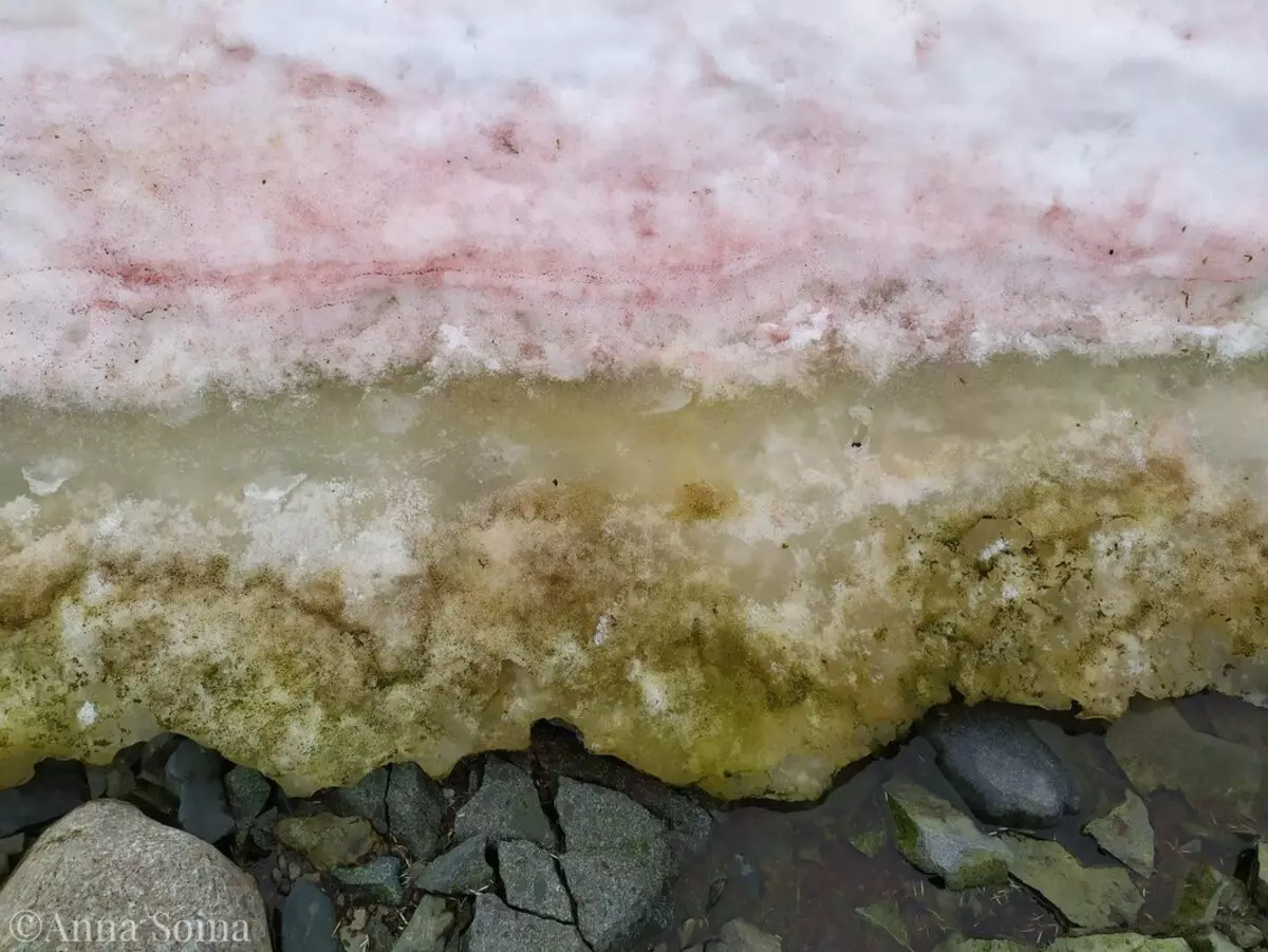 In der Antarktis, der Schnee "blühte" mit grüner und Himbeerfarbe