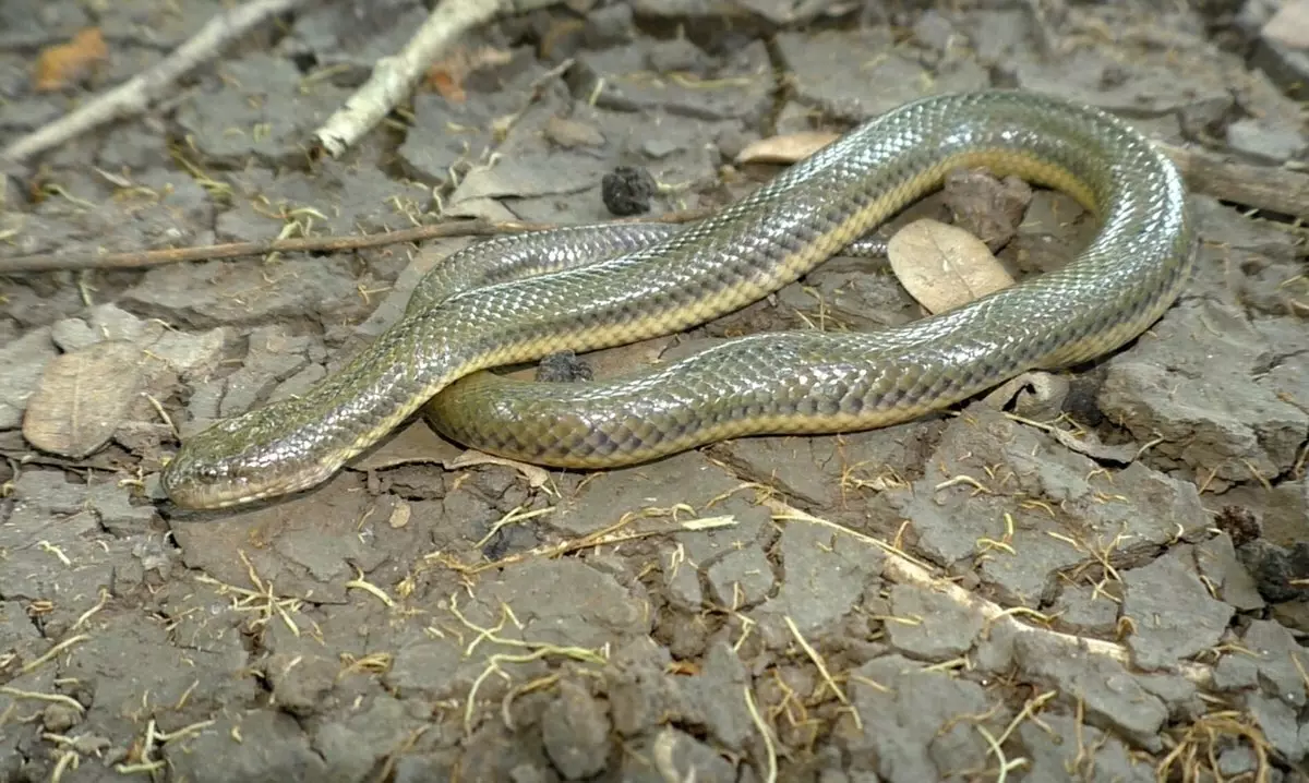 V Myanmaru našel nový rod a druh hada