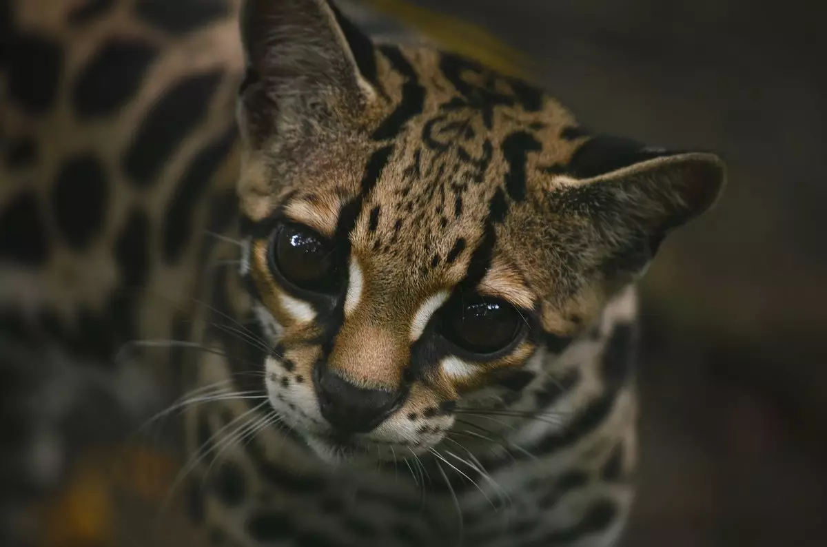 Sconosciuto Wild Cats: Margay