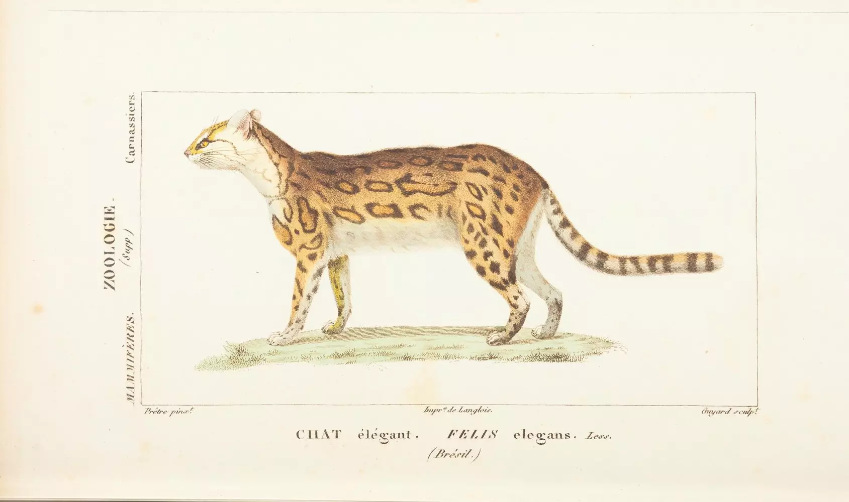 اٹلس ڈی Zoologie پیرس: Germer Bailliere 1844.jpg