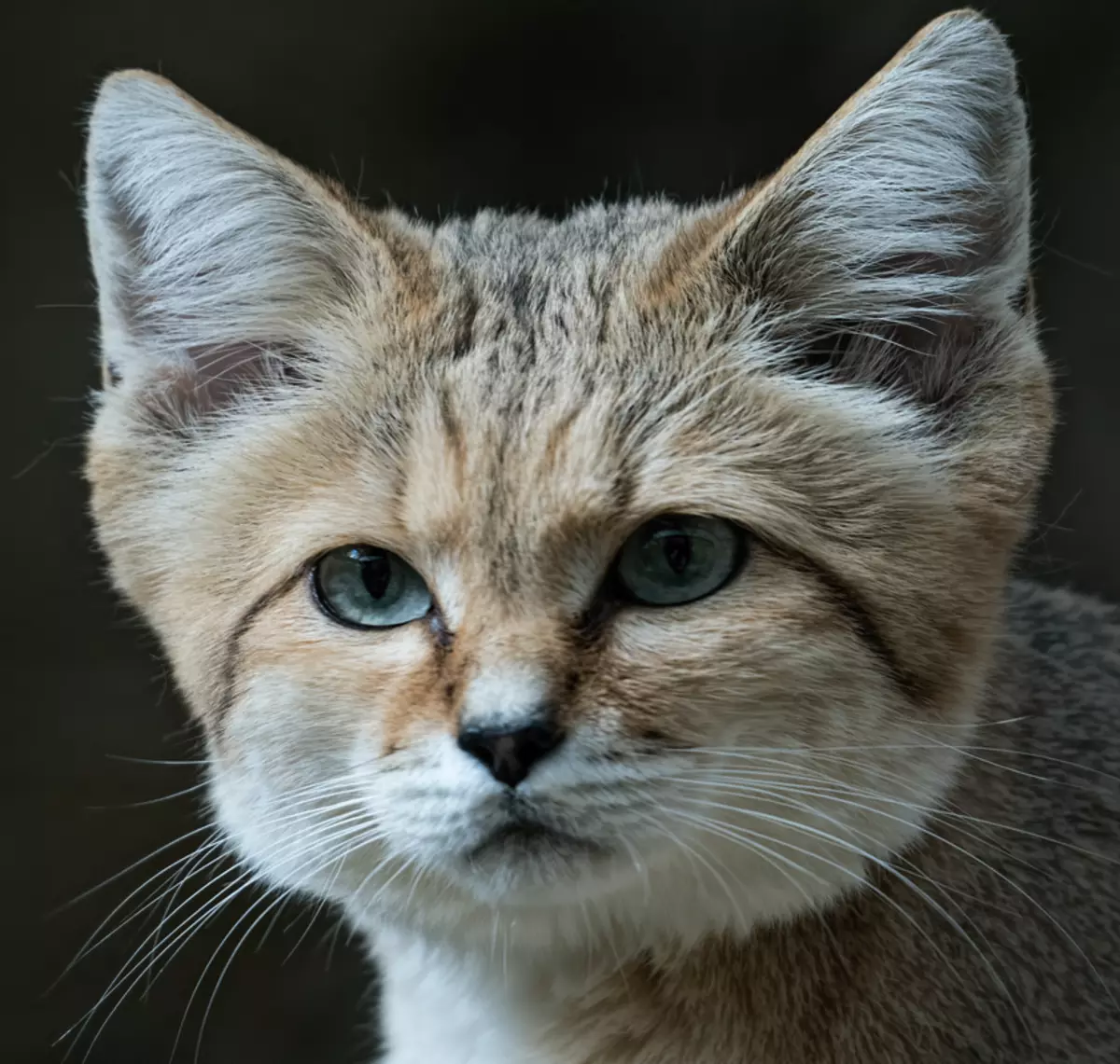 Okända vilda katter: grenad katt