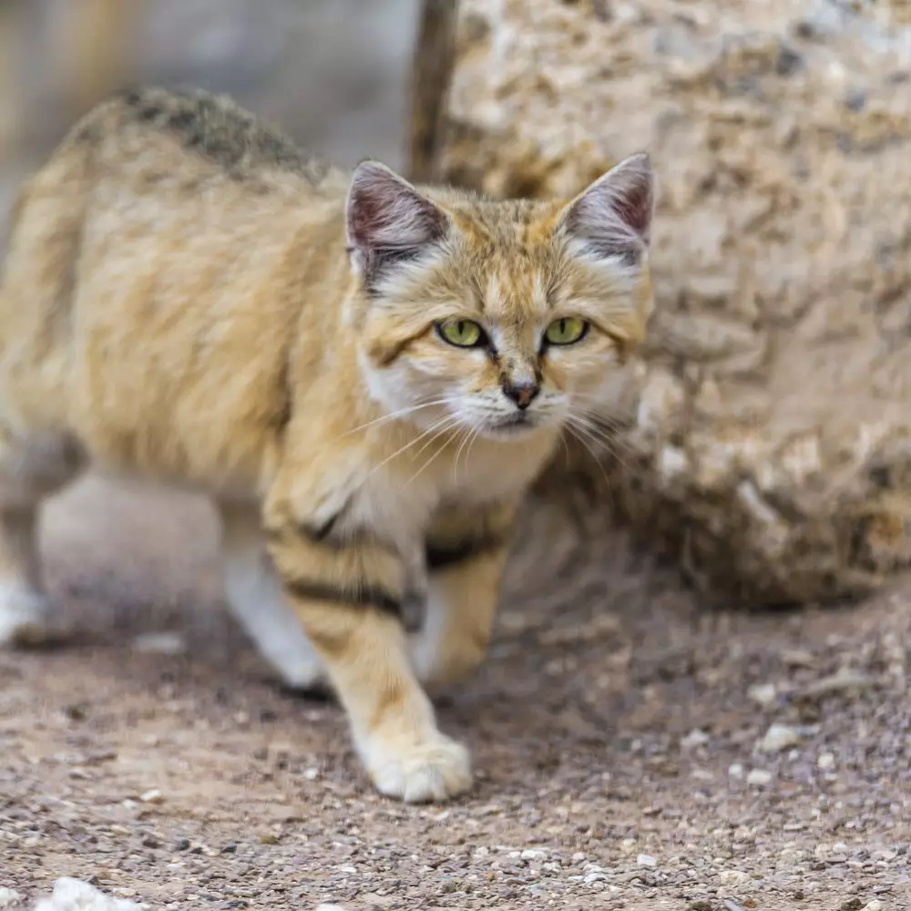 Tambako το jaguar3.jpg.