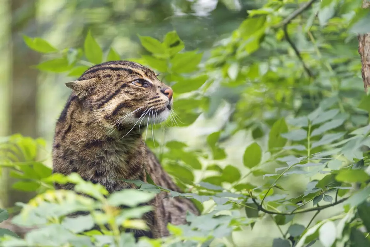 Gatos selvagens desconhecidos: gato-pescador