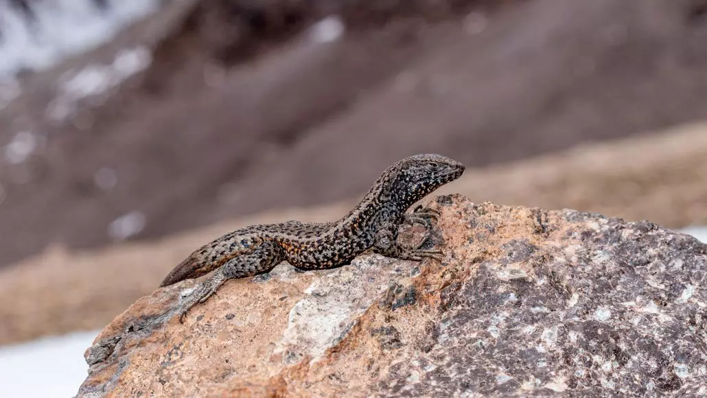 Lagarto no Peru conquistou um registro para a altura de répteis de 5400 metros