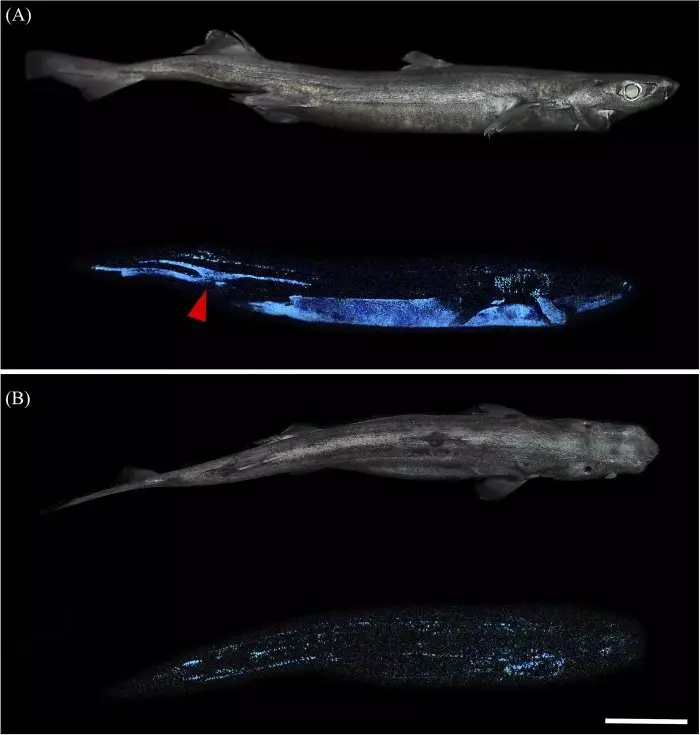 發現了世界上最大的發光鯊魚