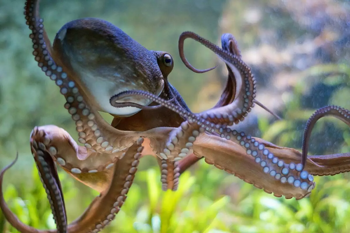 Apabila tiga hati menyakitkan sekaligus: Octopuses mungkin mengalami penderitaan emosi