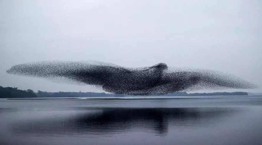 A kudde seesterre gevorm n groot voël oor die meer lê; n ongelooflike foto