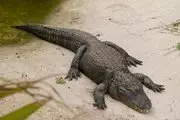 Alligator Mississippiensis.