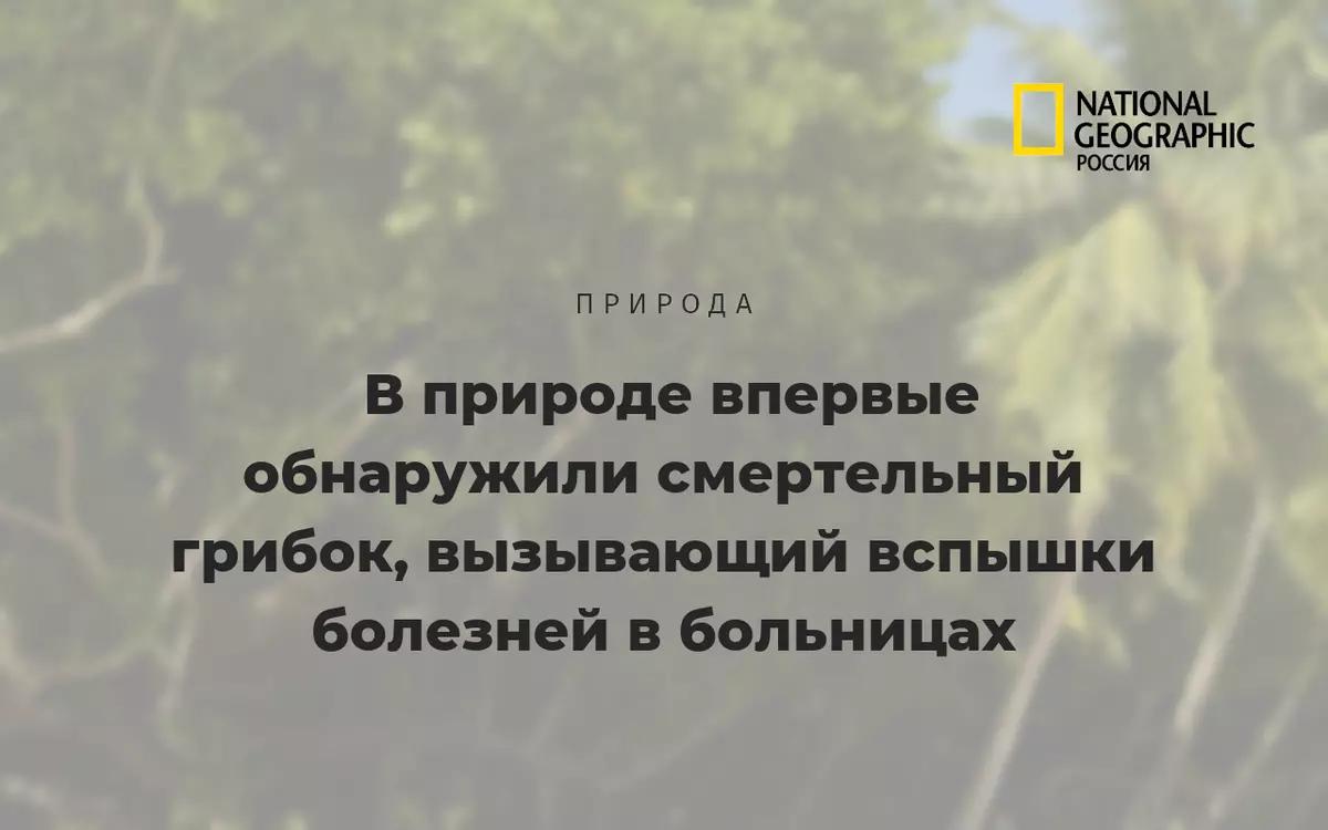 ప్రకృతిలో, మొదట ఒక ఘోరమైన ఫంగస్ను కనుగొన్నారు, ఆసుపత్రులలో వ్యాధుల వ్యాప్తి చెందుతుంది