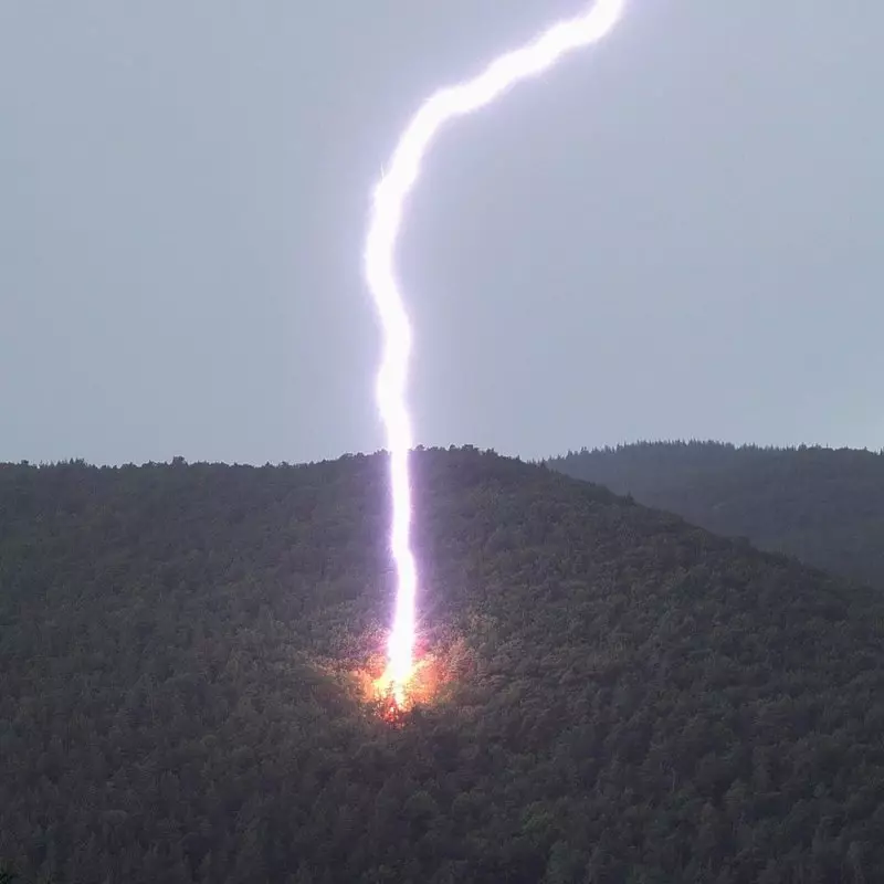 Enorme rits verspreidt een boom in chips: spectaculaire foto