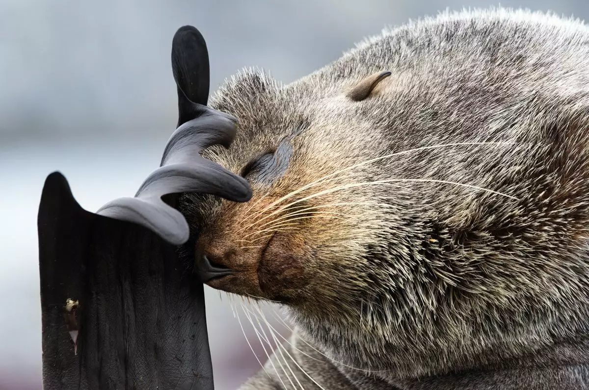 Por que moitos animais mariños flotan círculos?