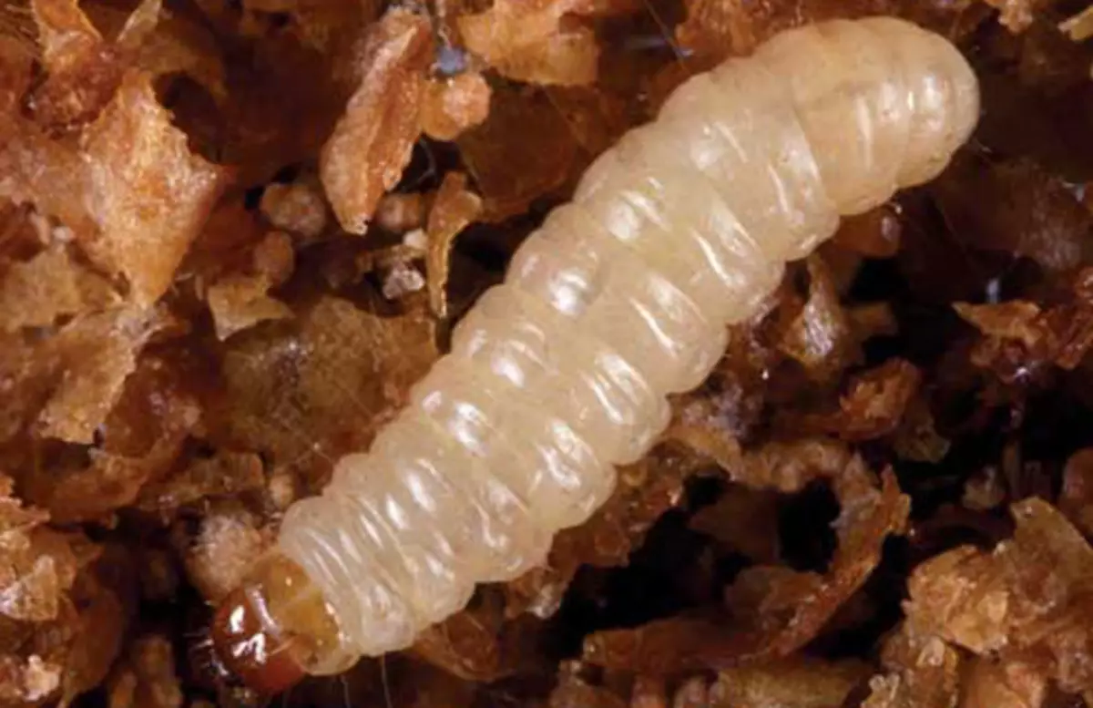 Bữa ăn-Moth-Larva.png