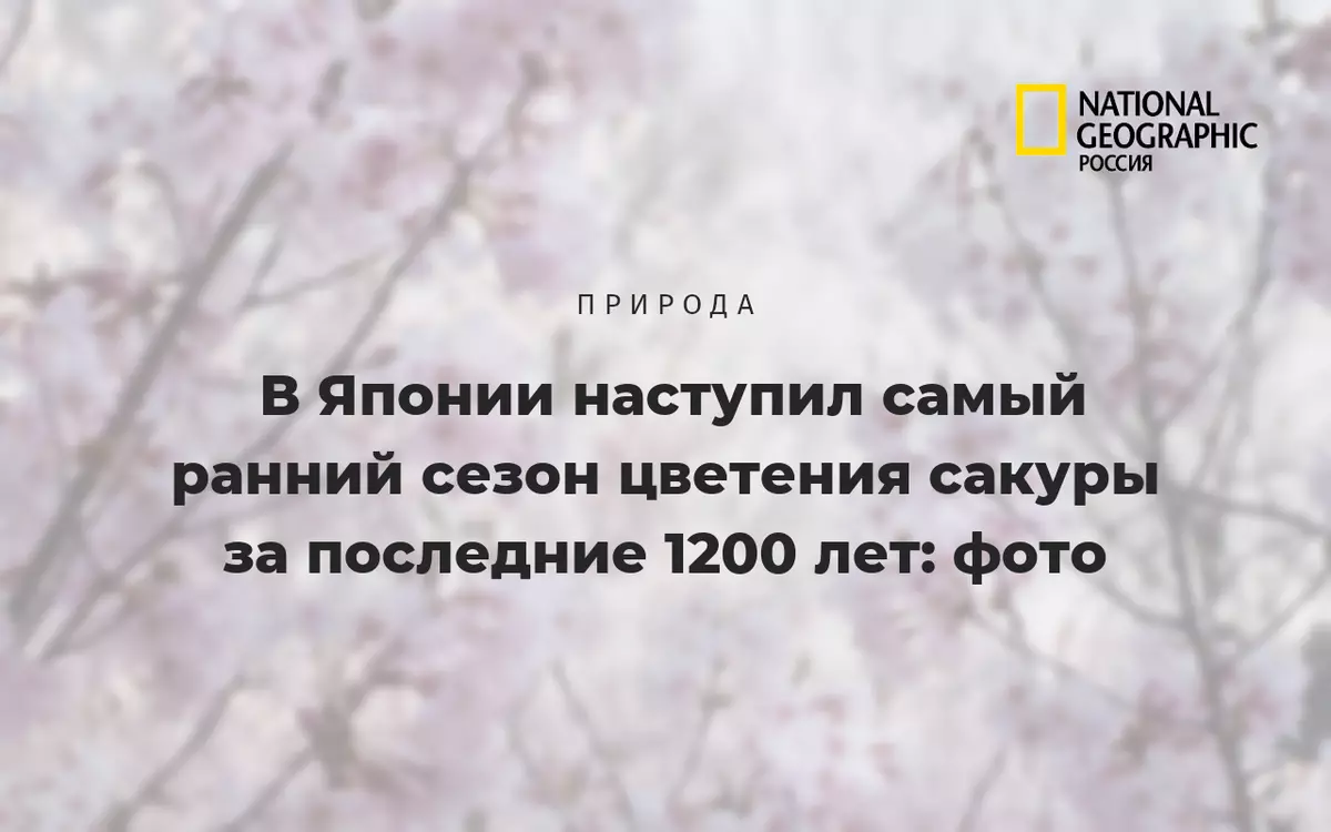 В Японії настав самий ранній сезон цвітіння сакури за останні 1200 років: фото