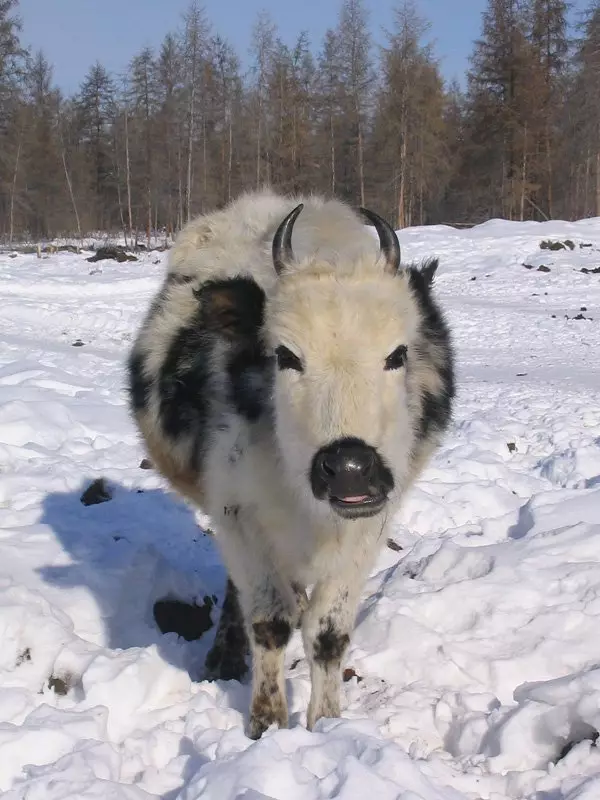 Gevonden genen die Yakut-koe toestaan ​​om te overleven in vorst