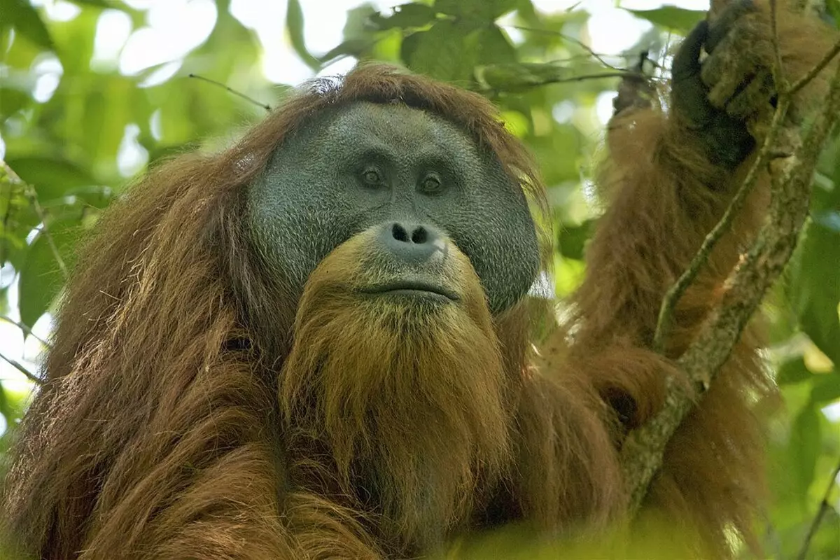 Orangutan Tapanuli bisa menjadi yang pertama punah pandangan monyet berbentuk manusia di zaman kita