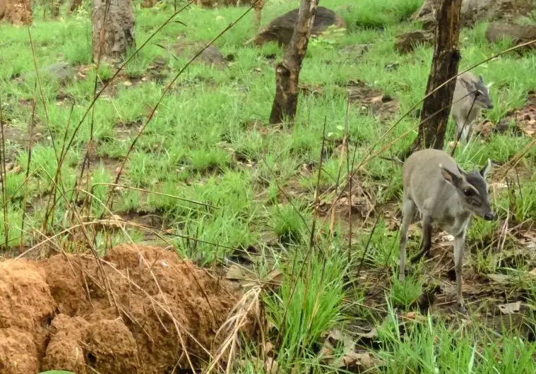 L'antílop més rar va ser fotografiat per primera vegada en el medi natural