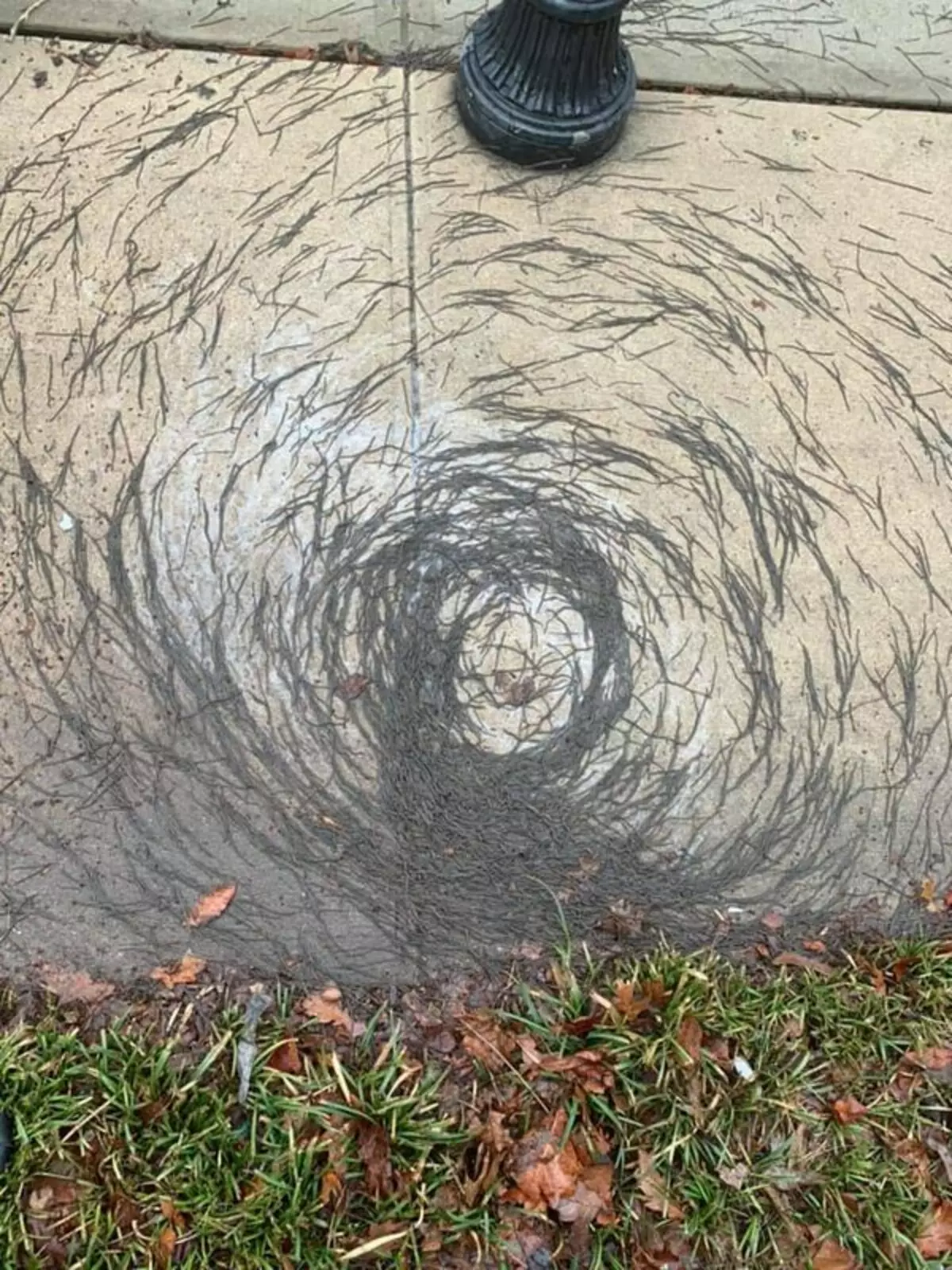 "Chervichy": l'estrany comportament dels cucs de pluja