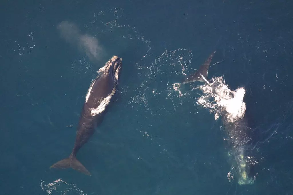 Splolat de fertilité sur les baleines lisses du nord donne de l'espoir de survie de la forme