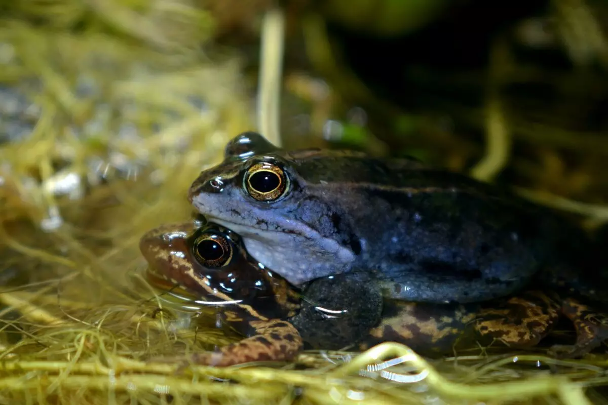 Otu umuaka umuaka Britain na-enyere Frogs aka