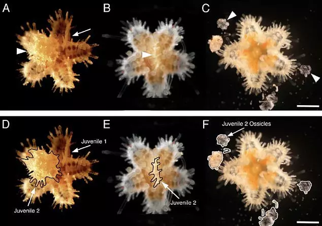 Дитинчата морських зірок виявилися безжальними канібалами