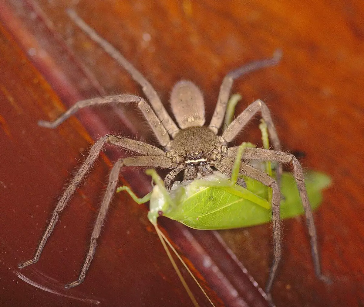 1284px-Huntsman_spider_feeding_grasshopper.jpg