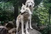 Wolves.