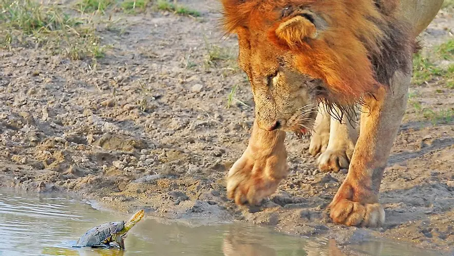 Bloodthirsty Turtle nuėjo prieš Lvovas: vaizdo įrašas