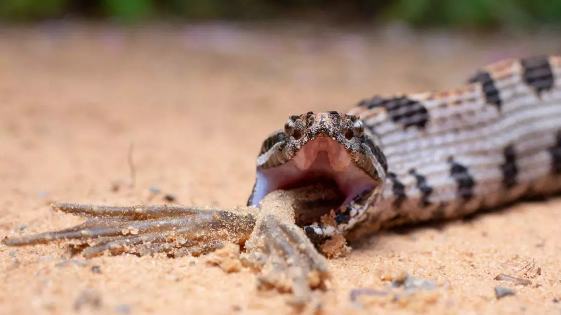 당신은 당신이 먹는 것입니다 : 뱀의 독은 다양한 음식보다 어렵습니다.