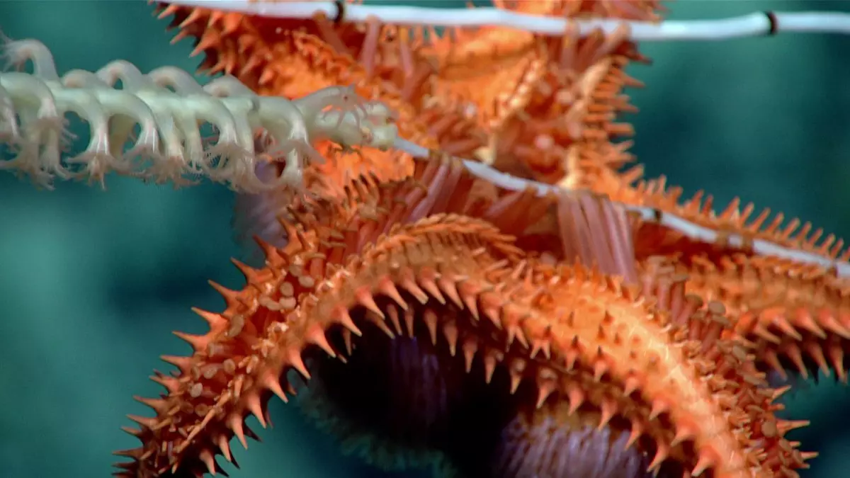 Geweldige inwoners van de diepten van de wereld oceaan: foto