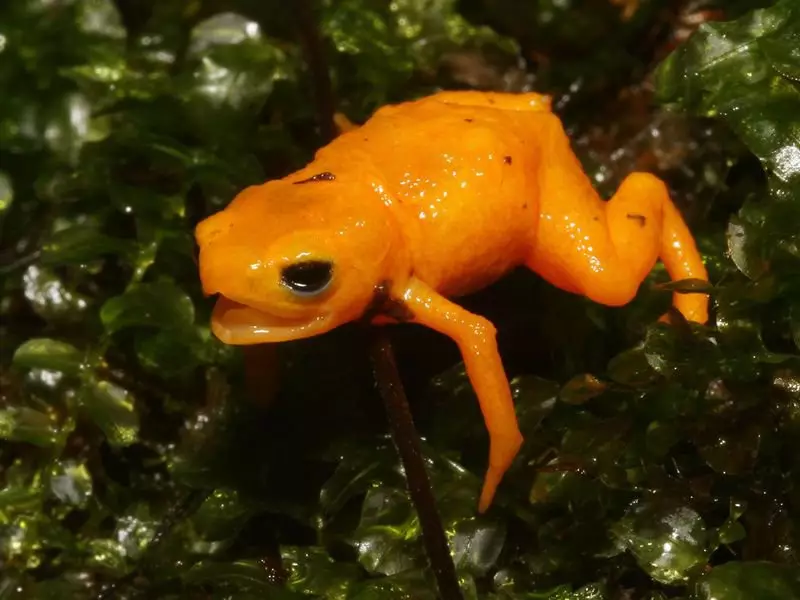 I-shimmering toads toads musa ukuva iivoti zabo, kodwa ziseza