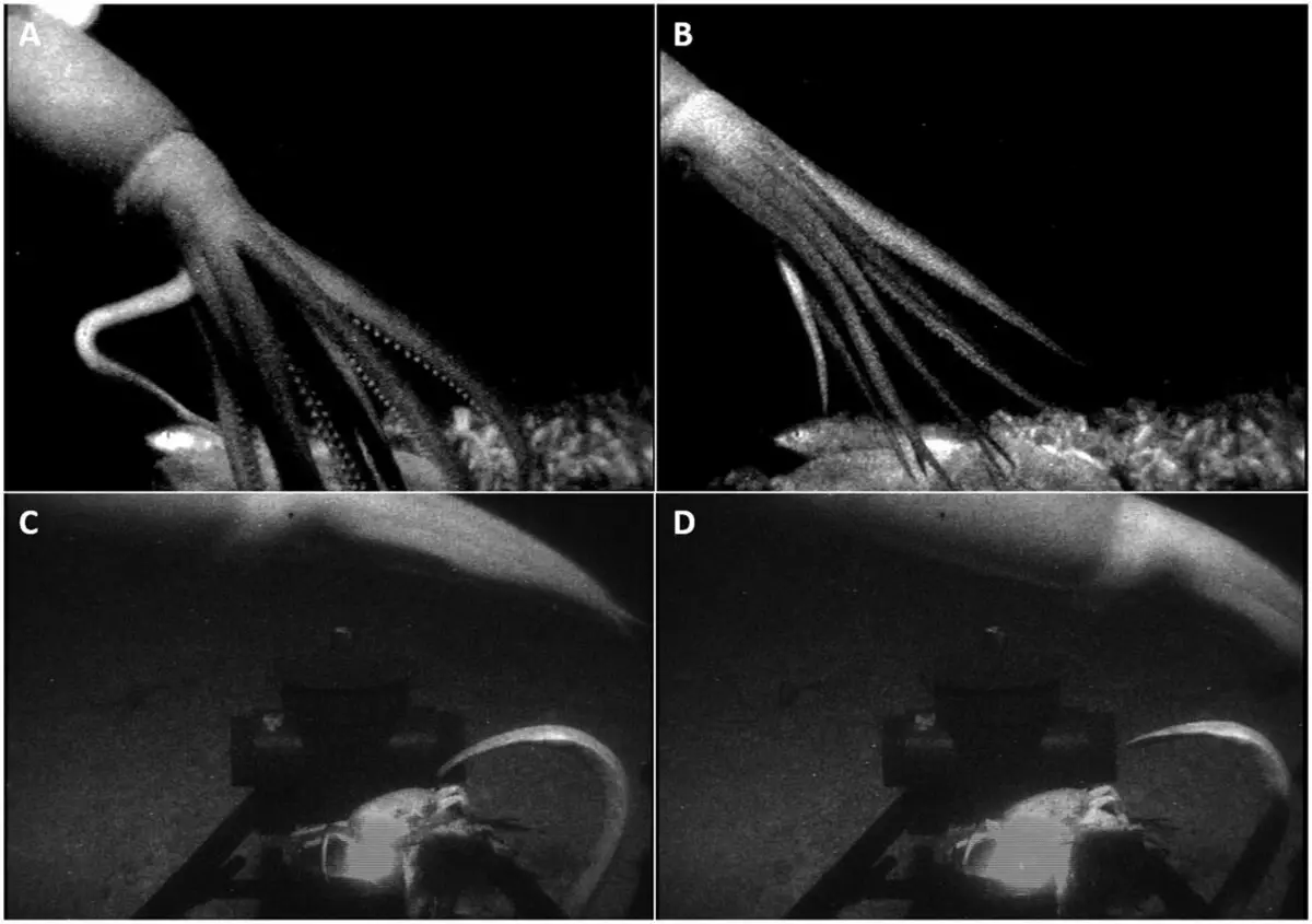 Elusive Deep-Sea Squid akiris videon