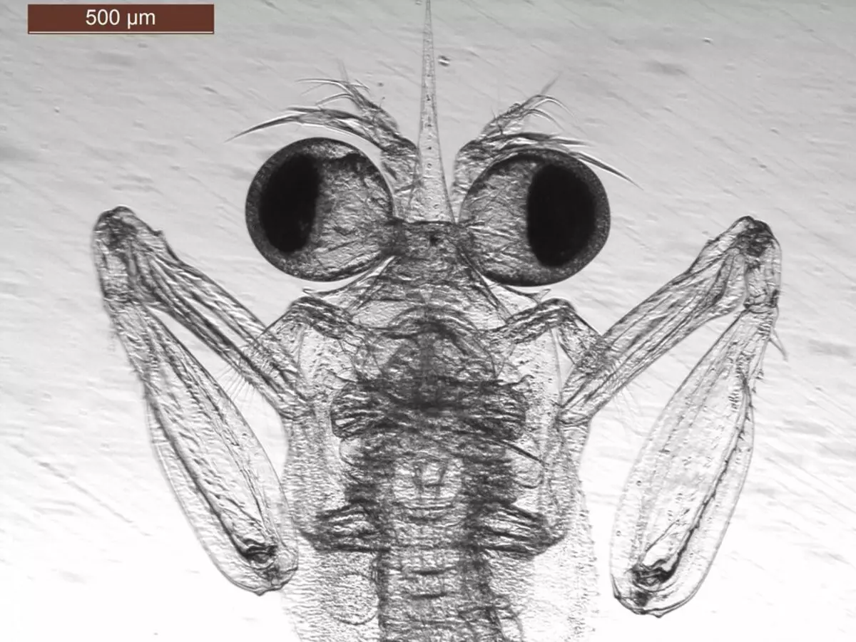 Artistic Boxing: Mantis Cancers are able to knock out the prey for 9 days of their lives