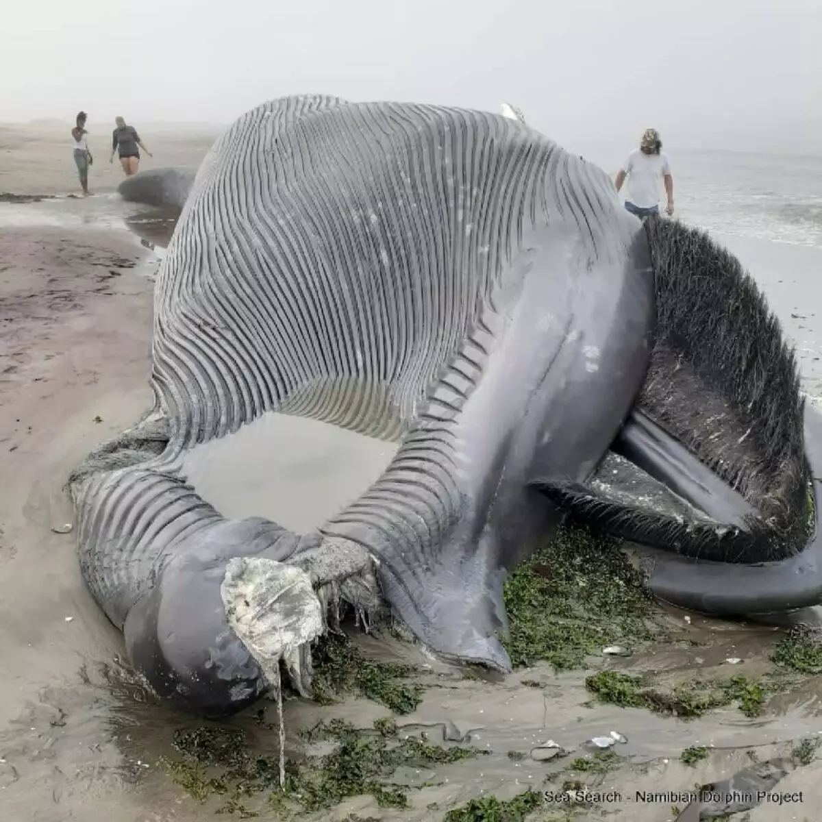 18-meter whale threw over the African Beach: video