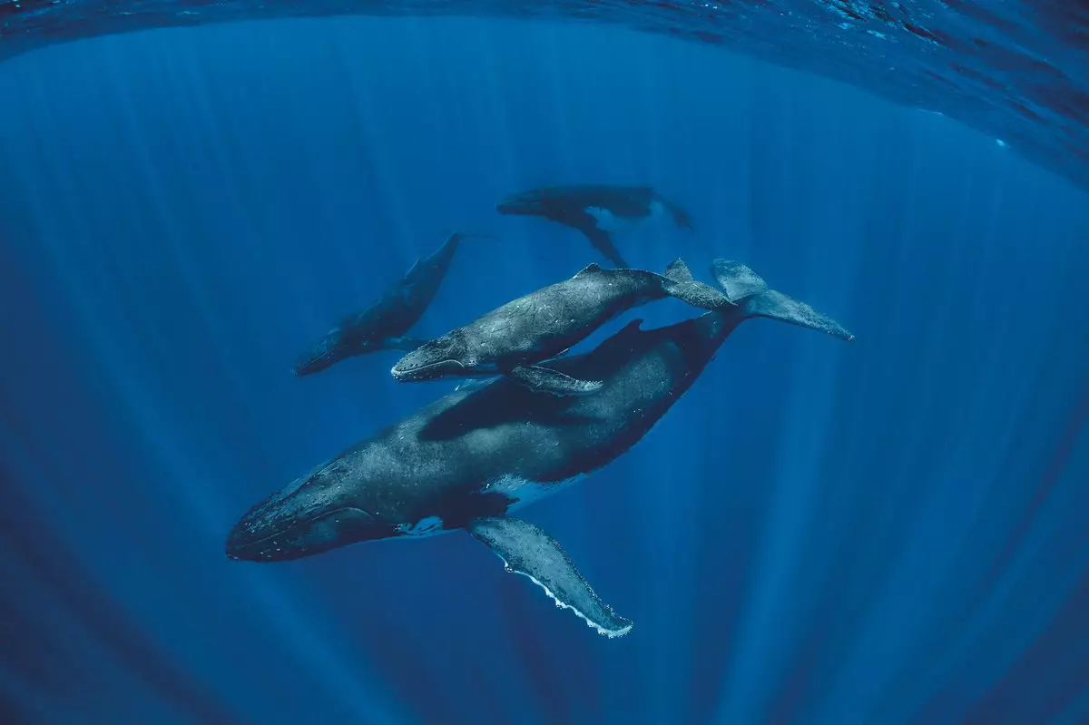 The secret life of whales